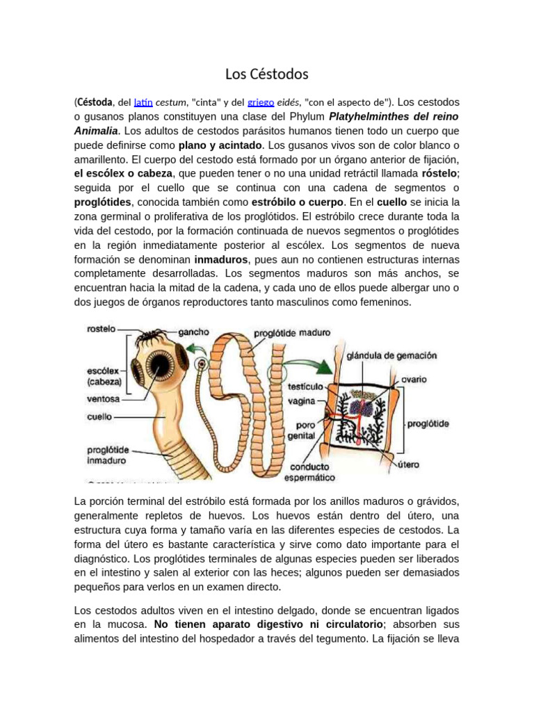 Los Céstodos 2021 | PDF