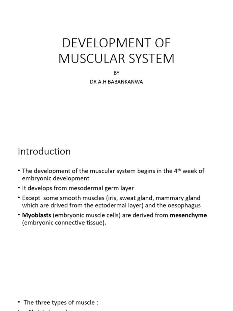 Muscular System | PDF
