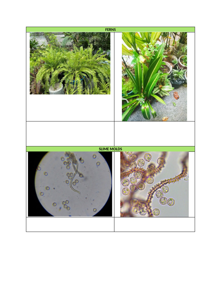 Plants (Gymnosperms & Angiosperms) | PDF