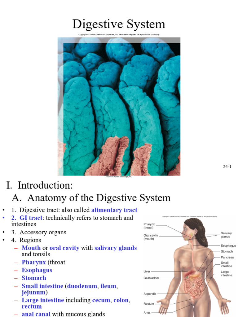 Digestive System | PDF