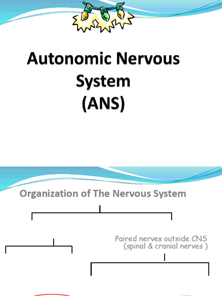 Autonomic Nervous System | PDF