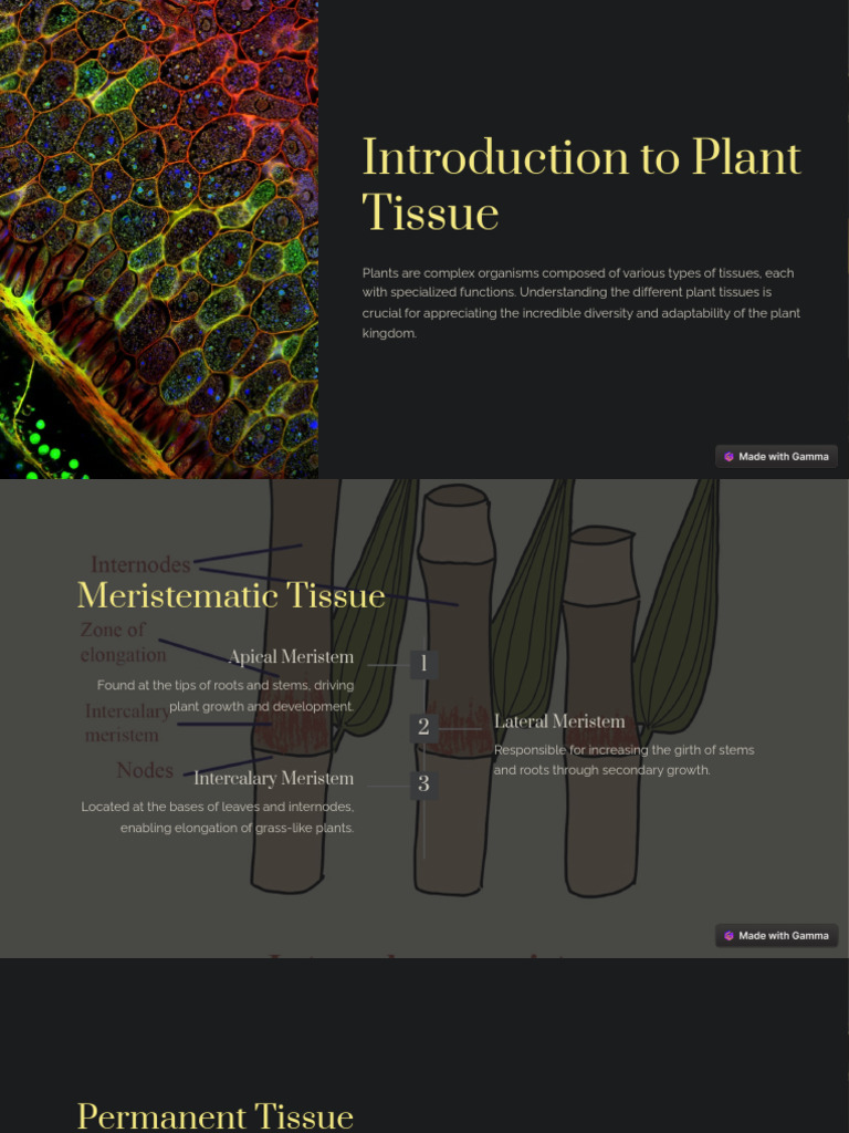 Introduction-to-Plant-Tissue | PDF