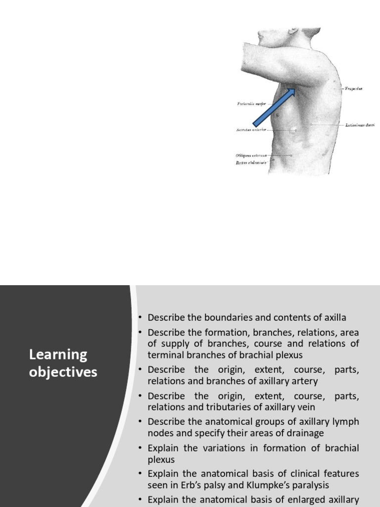 Axilla | PDF
