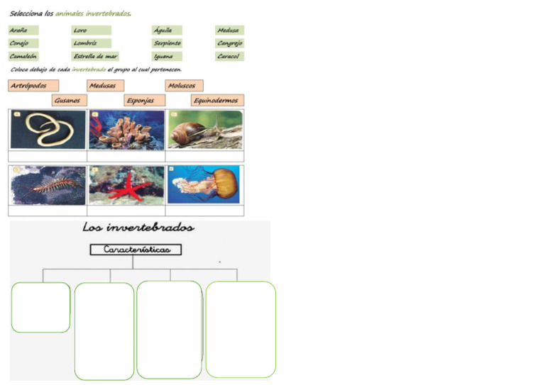 Ficha Practica Animales Invertebrados | PDF