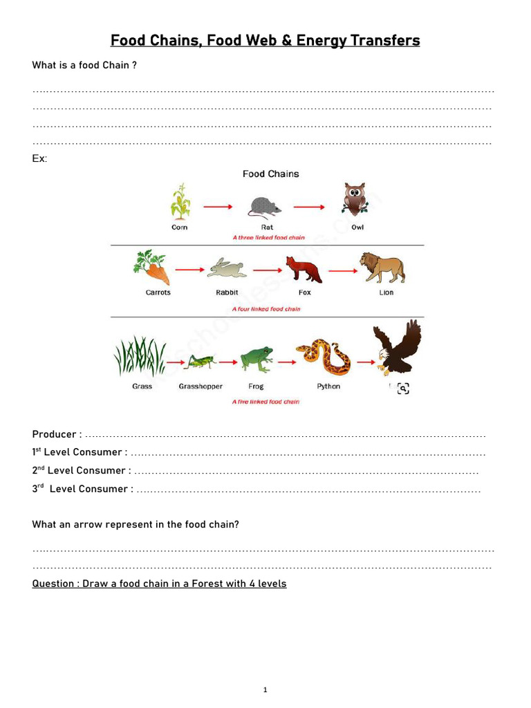 Food Chains | PDF