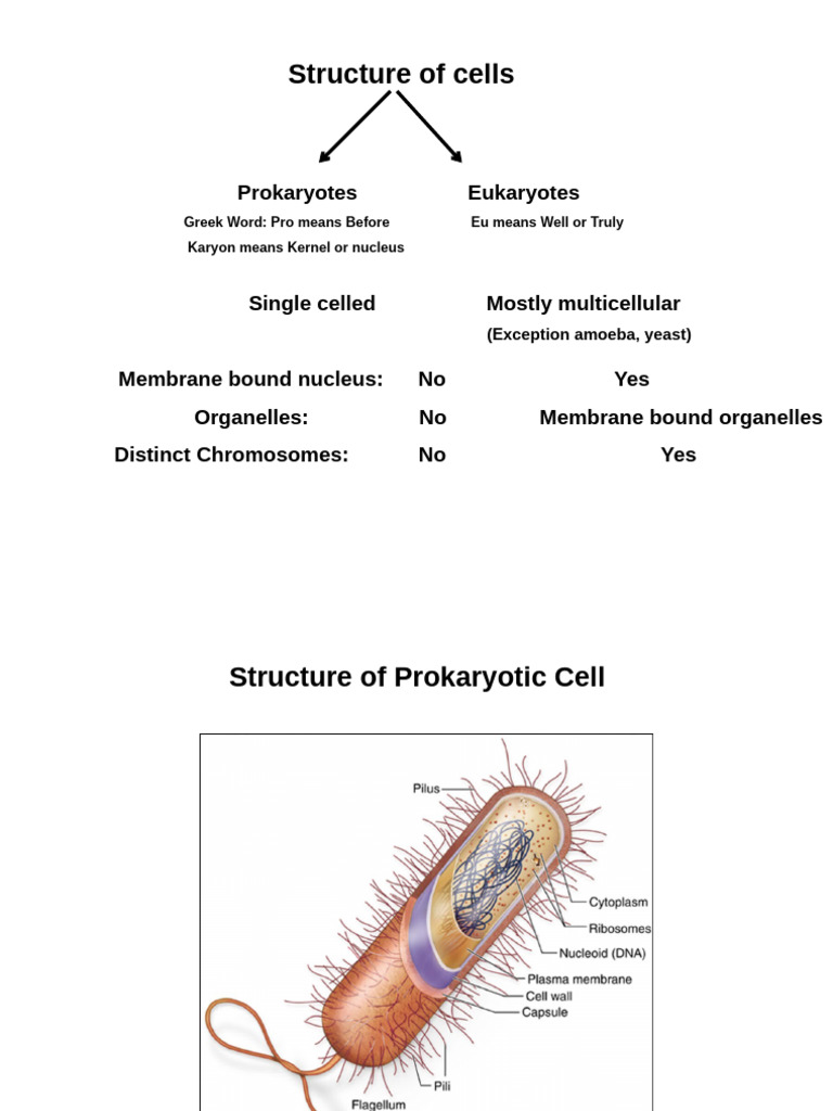 Prokaryotic vs Eukaryotic Cell Structures | PDF | Cell (Biology) | Cell ...