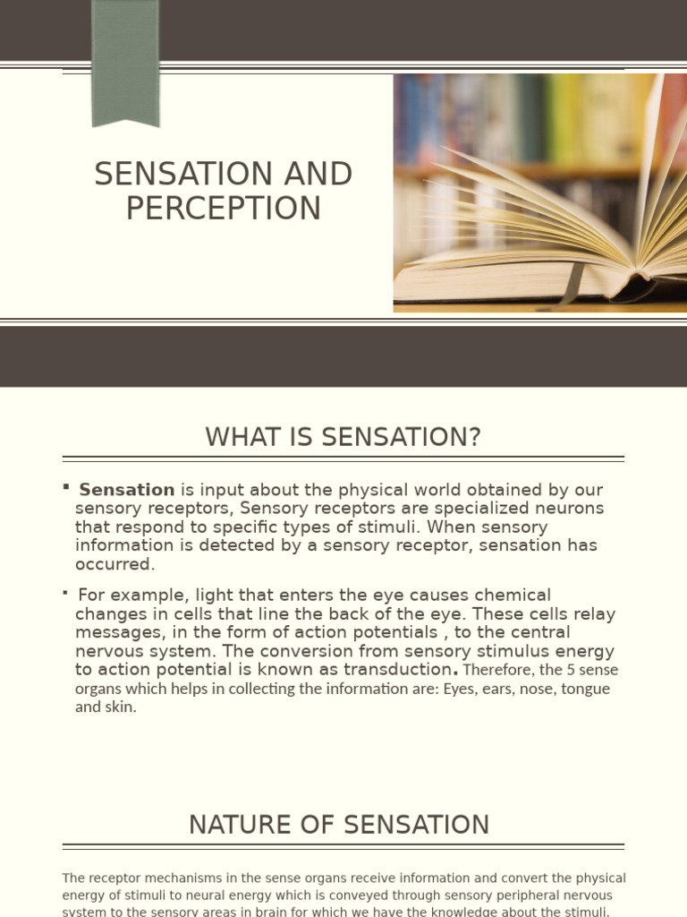 Sensation and Perception | PDF