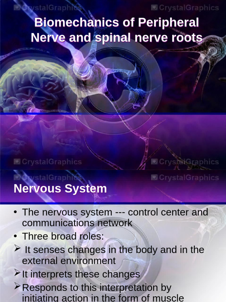 Biomechanics of Nerves | PDF
