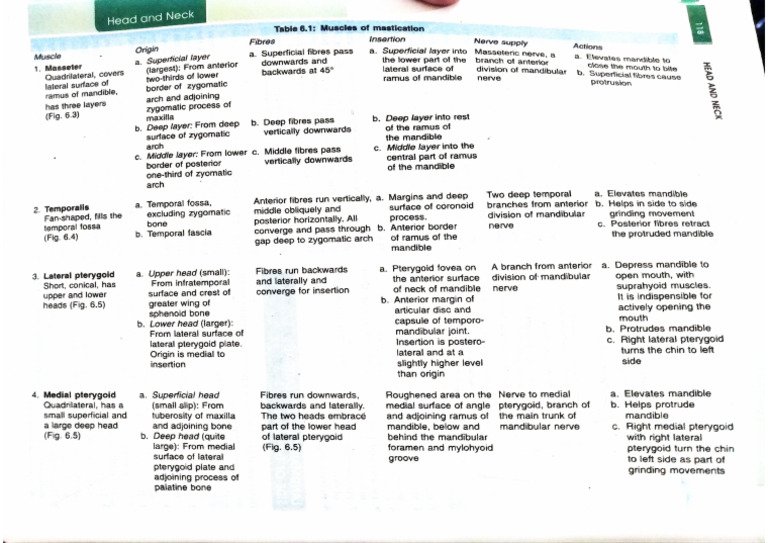 ANATOMY 2 BD muscles of mastication | PDF