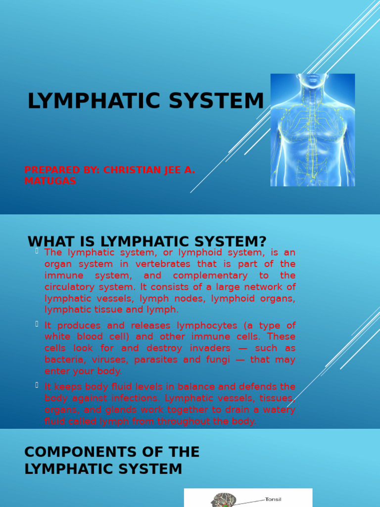 Lymphatic System | PDF
