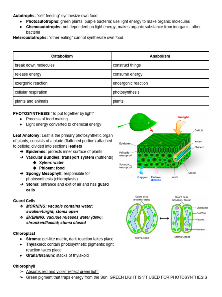 Photosynthesis Cellular Respiration | PDF