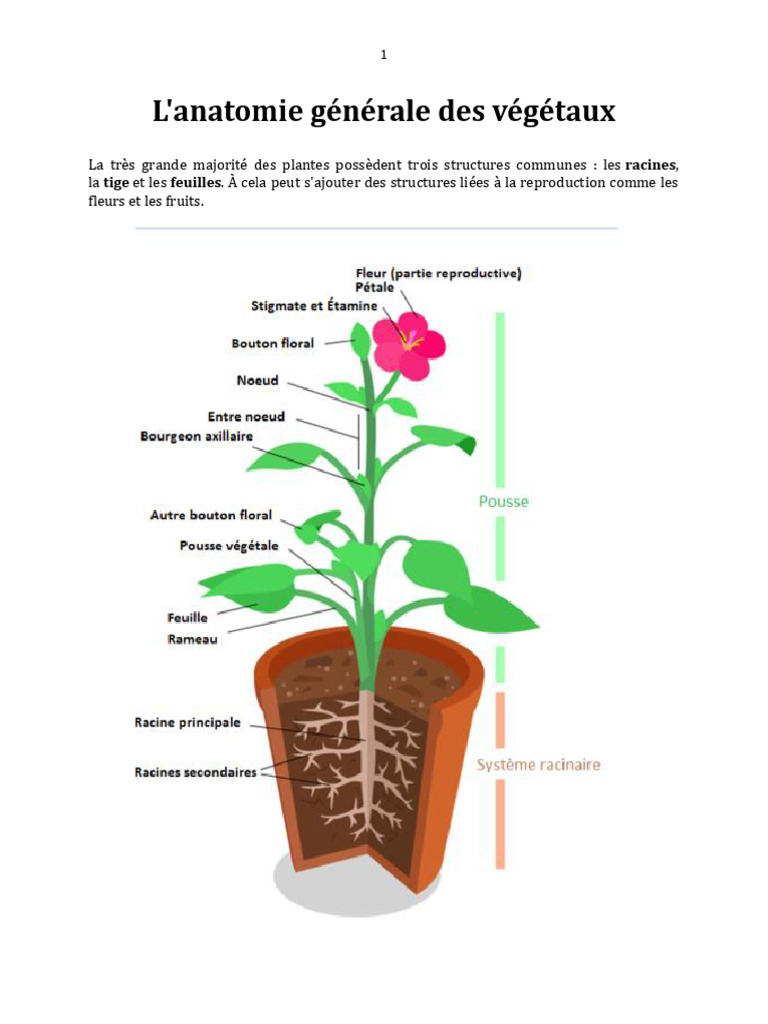 La plante et ses parties | PDF