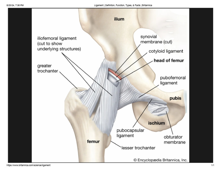 Ligament - Definition, Function, Types, & Facts - Britannica | PDF Ligament - Definition, Function, Types, & Facts - Britannica | PDF