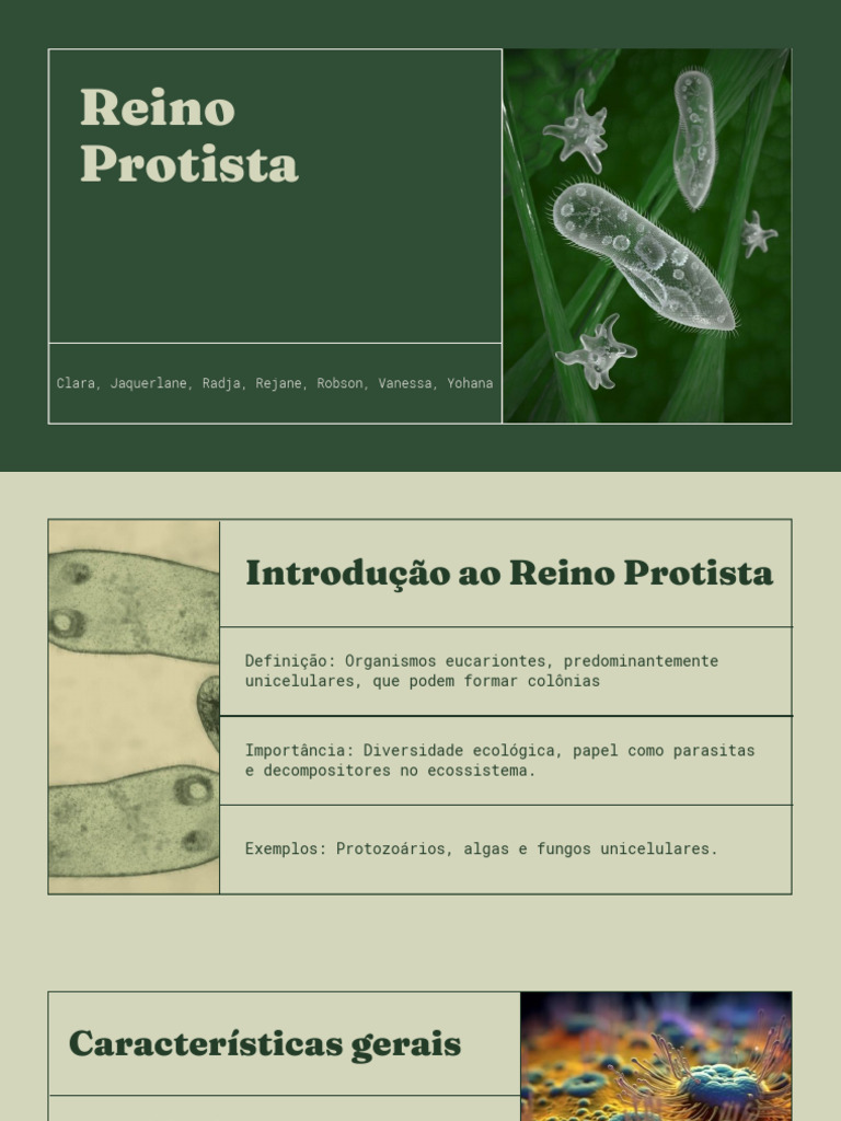 Reino Protista | PDF