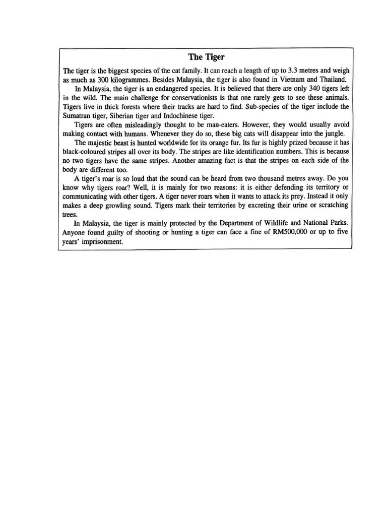 The Tiger | PDF