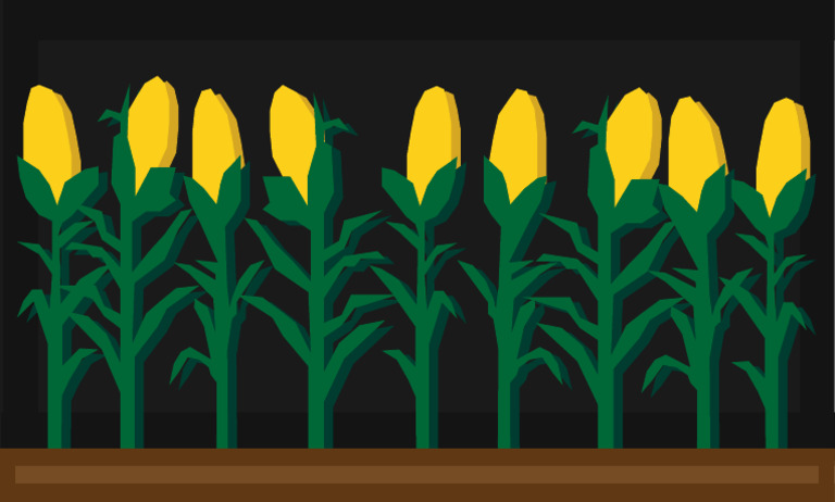 Corn!! | PDF