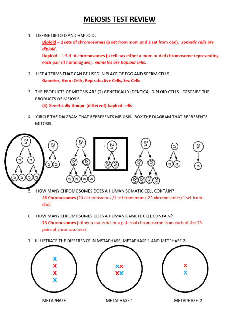 Meiosis Test Review Answers | PDF | Meiosis | Ploidy