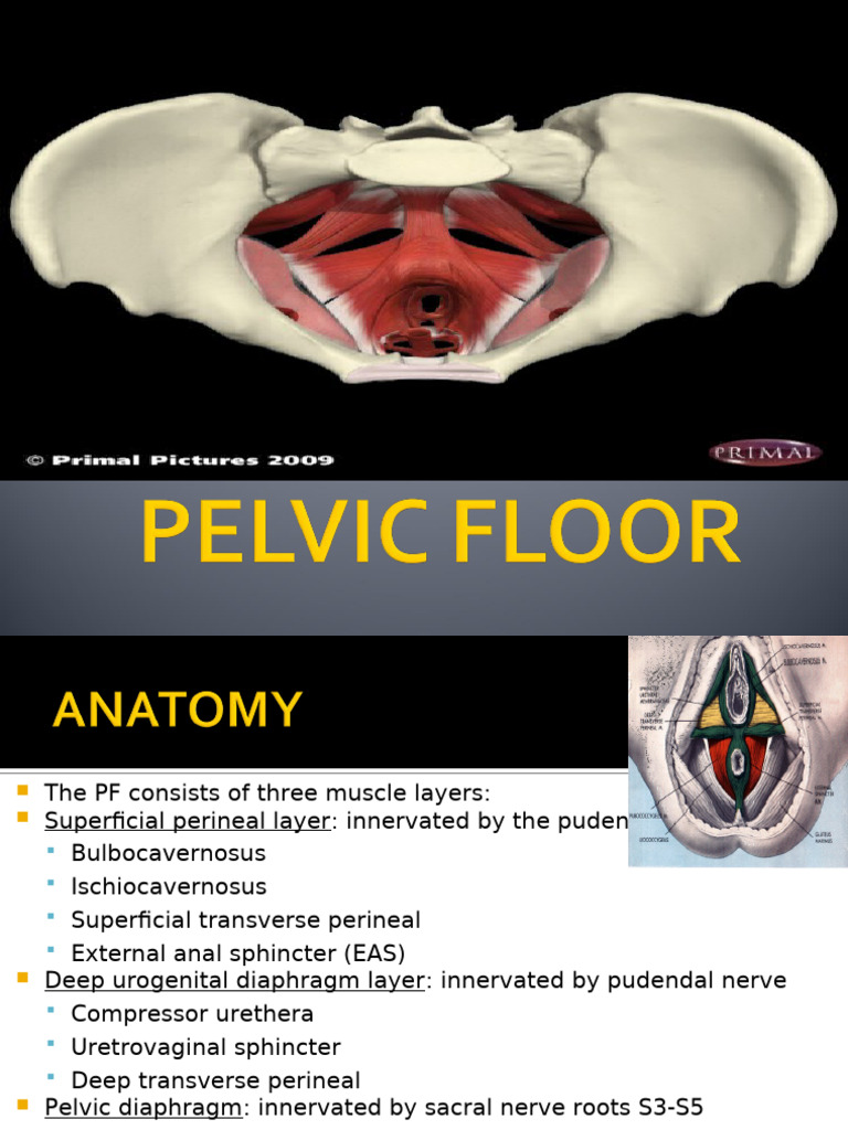 Pelvic Floor | PDF