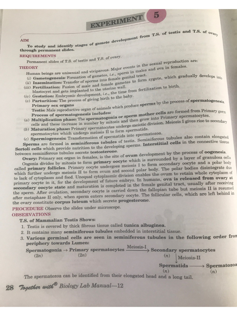 Stages of Gamete Formation | PDF