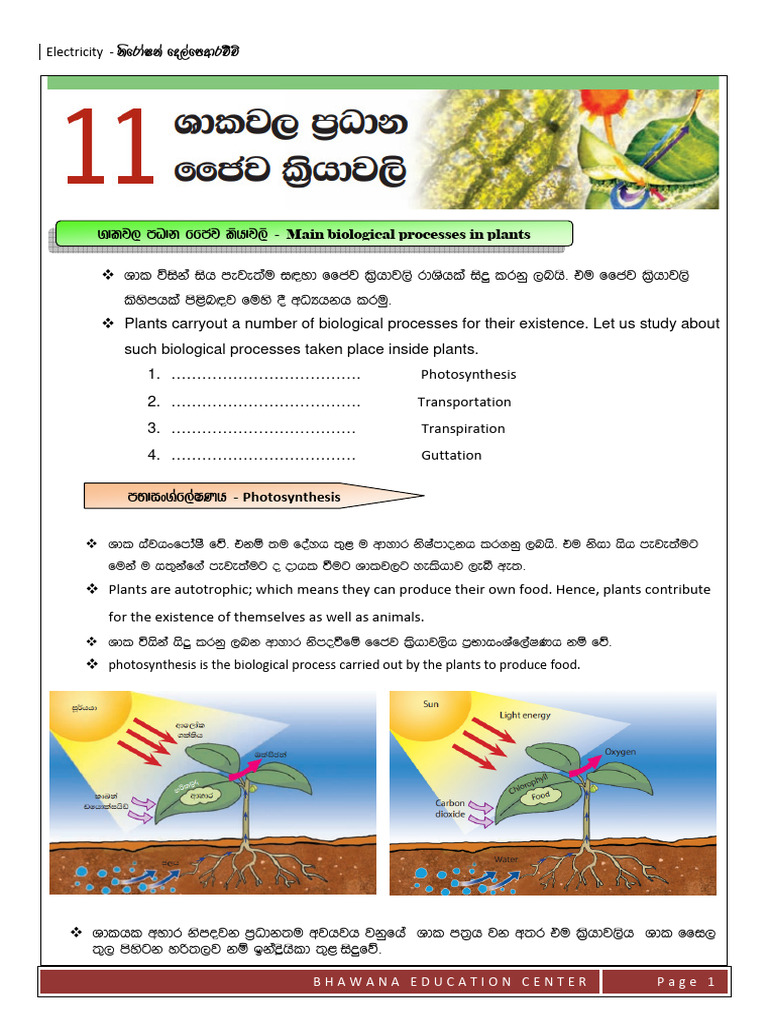 Tute 11 Biological Processes | PDF