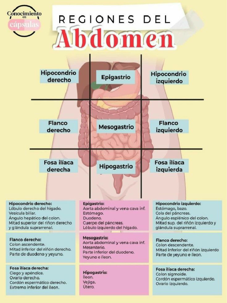 Regiones Del Abdomen | PDF