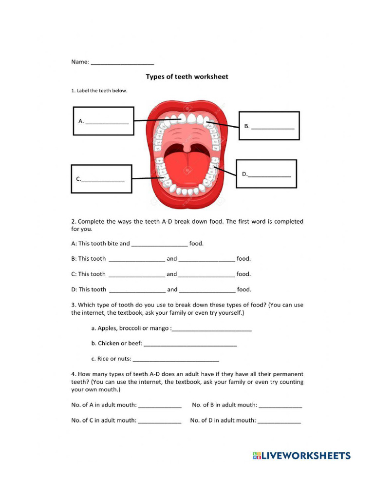 Tooth Parts | PDF