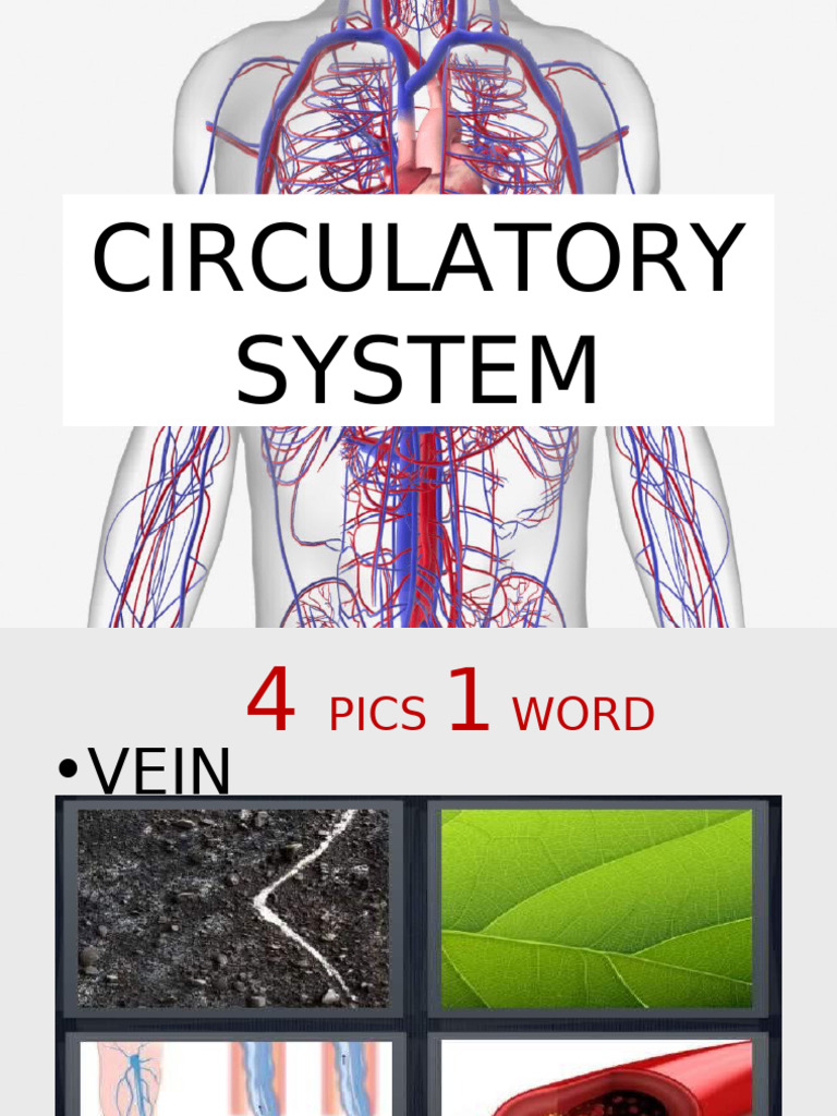 Day 4 5 Lecture Circulatory System | PDF