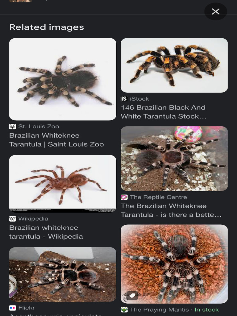 Brazilian Tarantula - Google Search | PDF