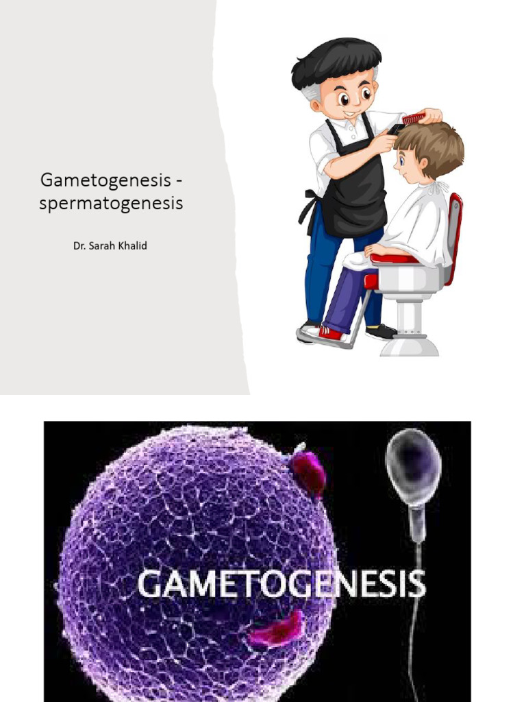 Lect 2 Spermatogenesis | PDF