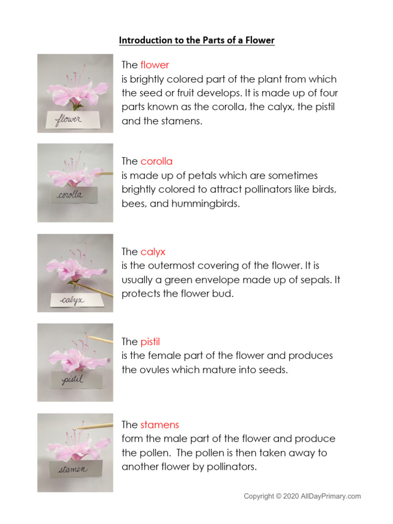 Introduction To The Parts of The Flower | PDF