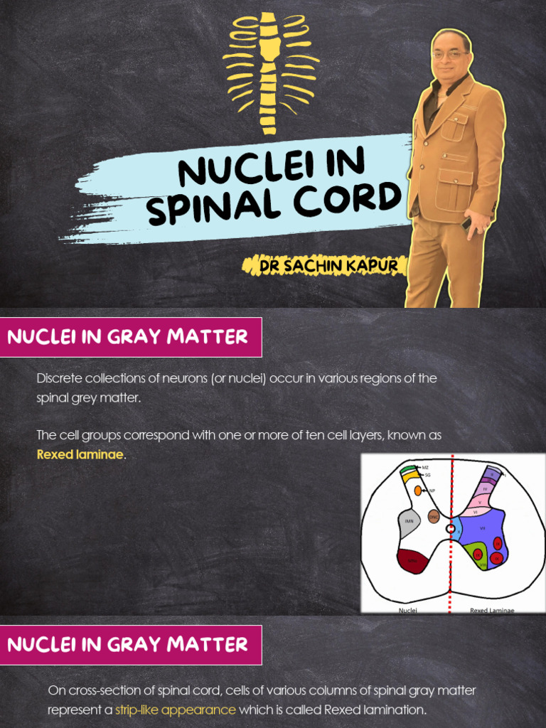 Nuclei | PDF | Neuroscience | Science & Mathematics