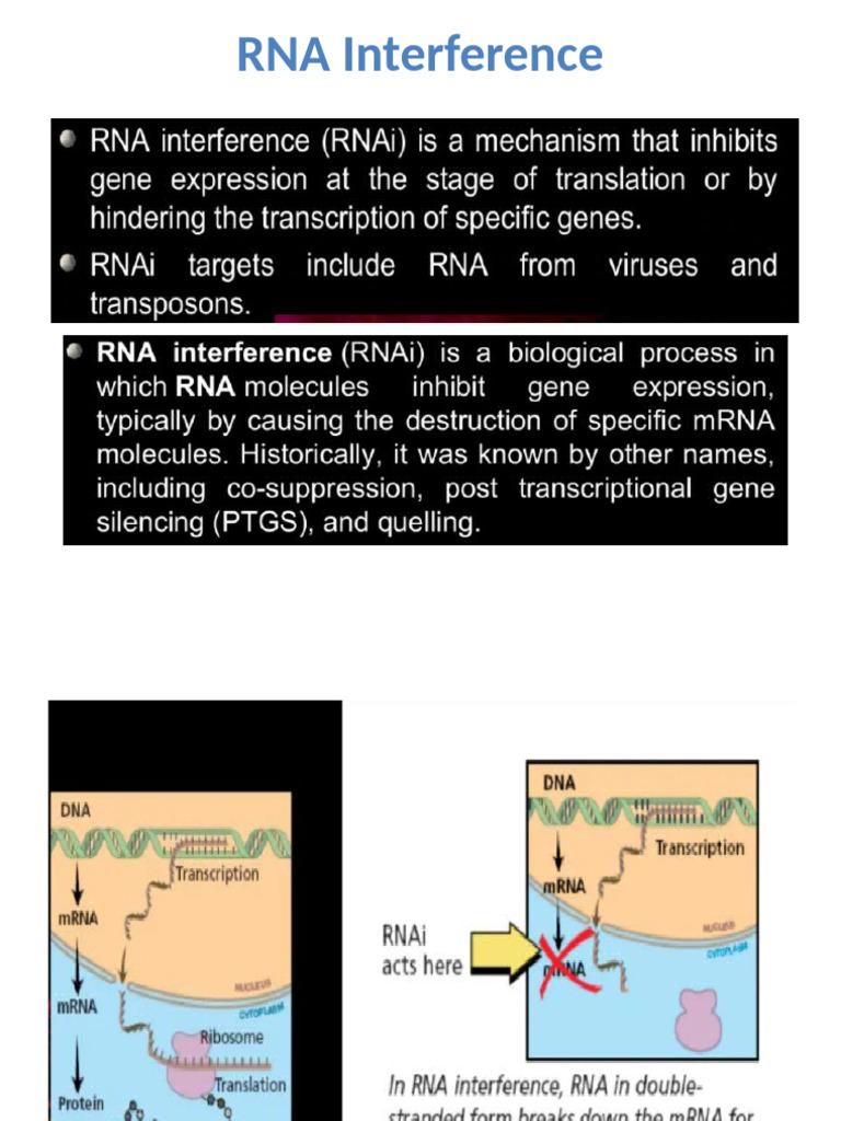 RNA Interference | PDF