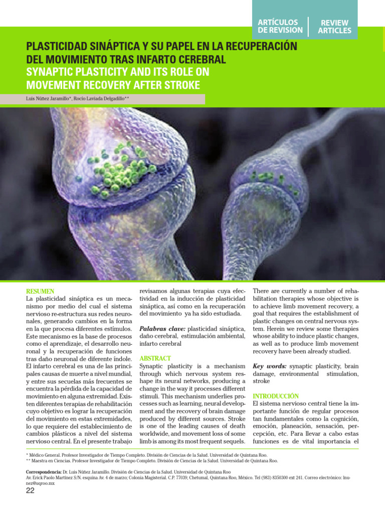 Plasticidad Sinaptica | PDF