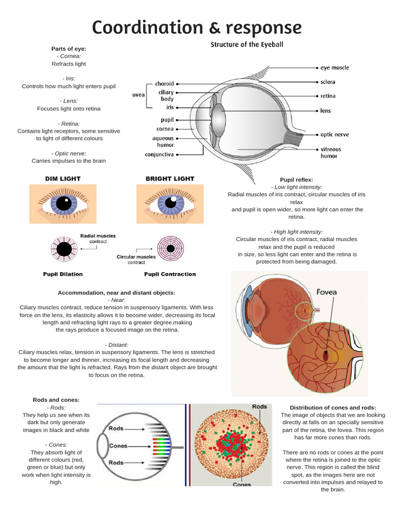 Homeostasis (Coordination & response) | PDF