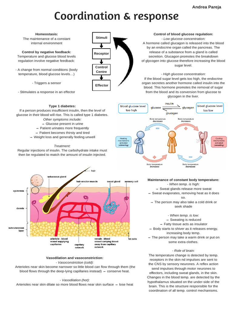Sense Organs (Coordination & Response) | PDF