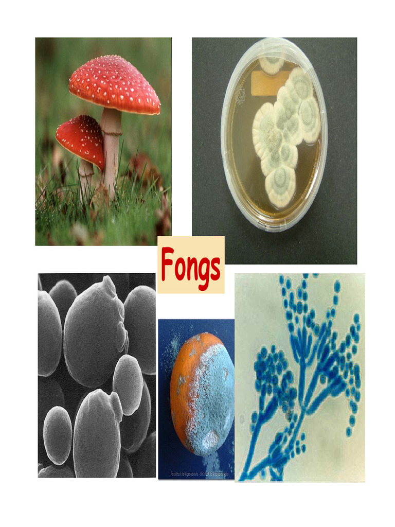 FONGS Modificat | PDF