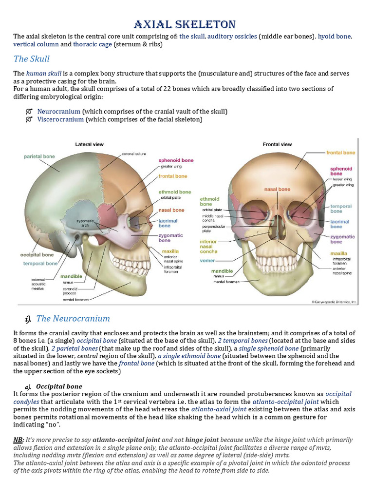 THE SKULL | PDF