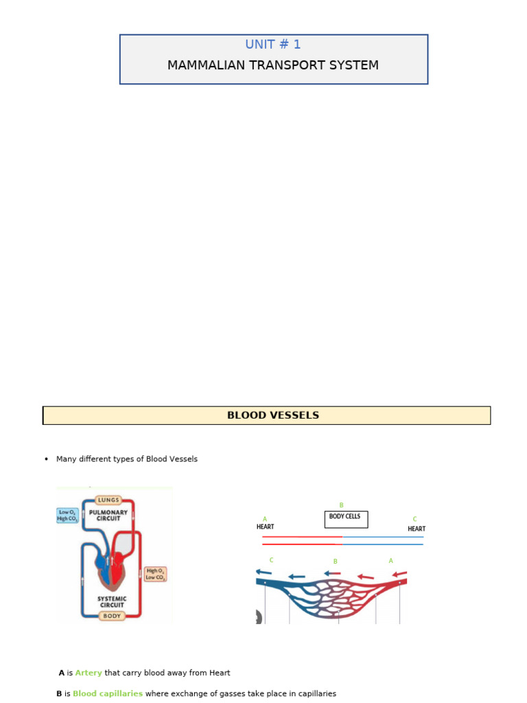 Unit 1 Blood Vessels & Cardiac Cycle - Transport in Mammals | PDF