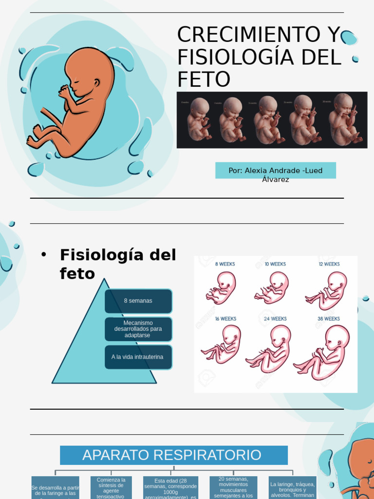 Desarrollo Del Feto - Obste | PDF