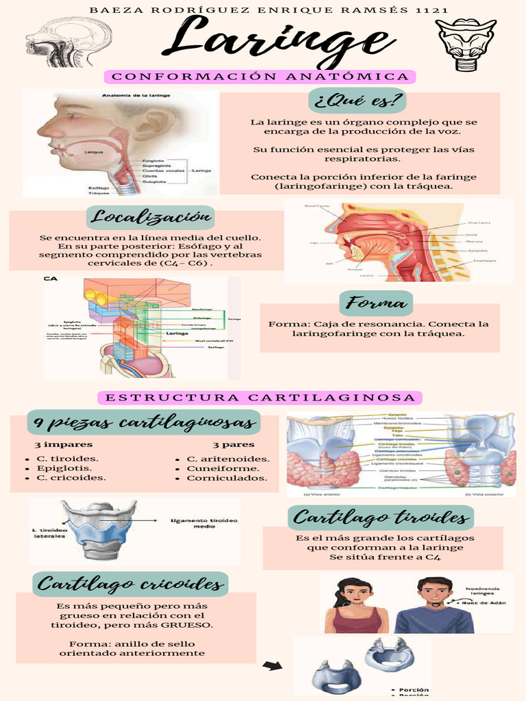 Laringe Compressed | PDF