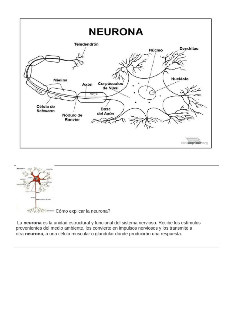Cómo Explicar La Neurona | PDF