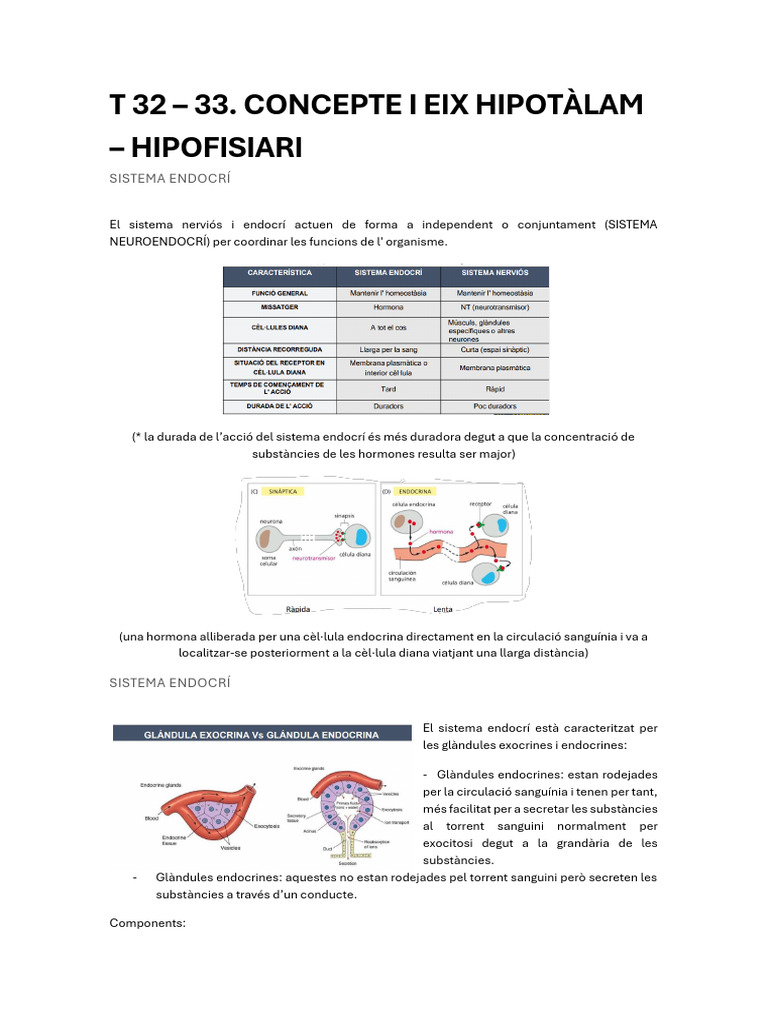 Apunts Endocrí Temes 32-33 | PDF