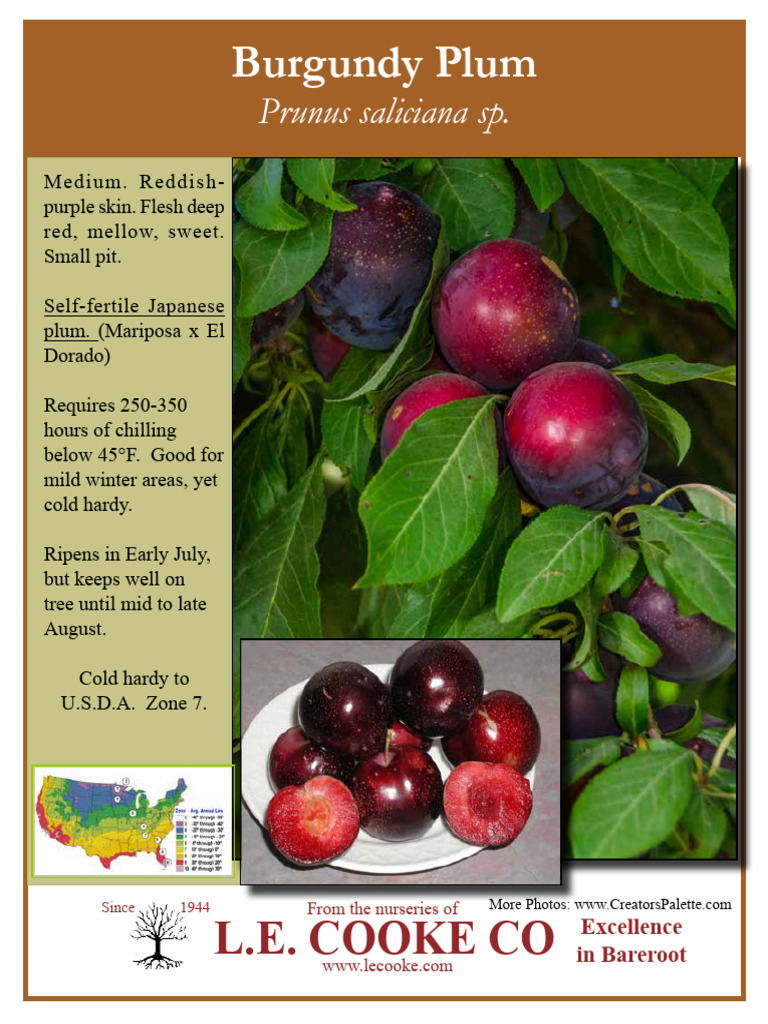 Burgundy Plum (RGB) | PDF