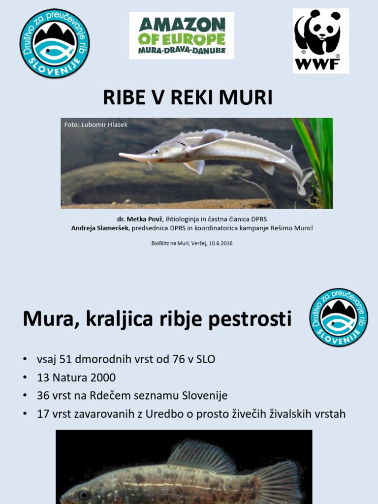 1465895548-Ribe_v_reki_Muri-1 | PDF