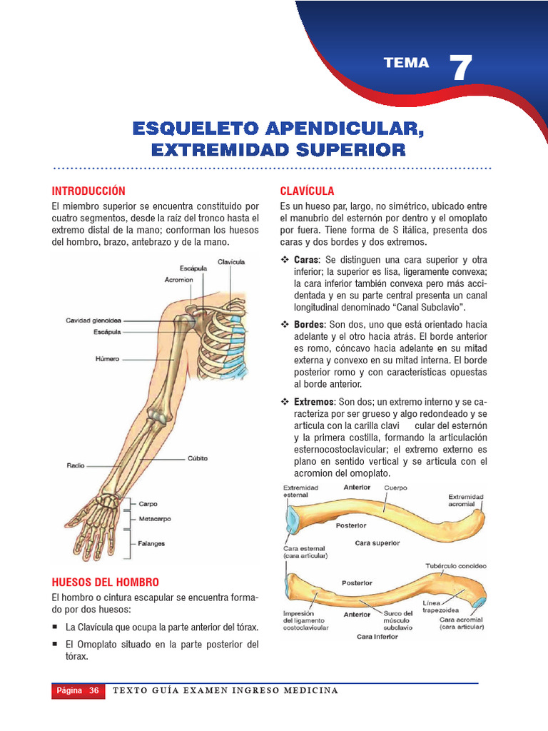 Esqueleto Apendicular Extremidad Superior | PDF