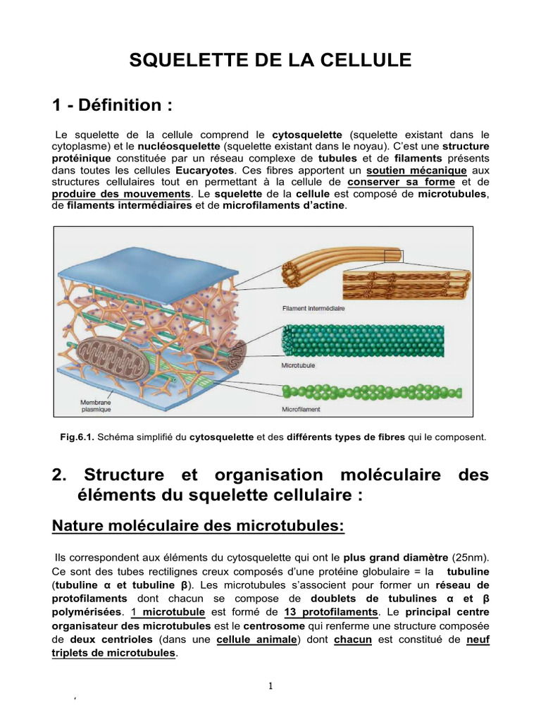 Cytosquelette Et Structures Pluritubulaires | PDF
