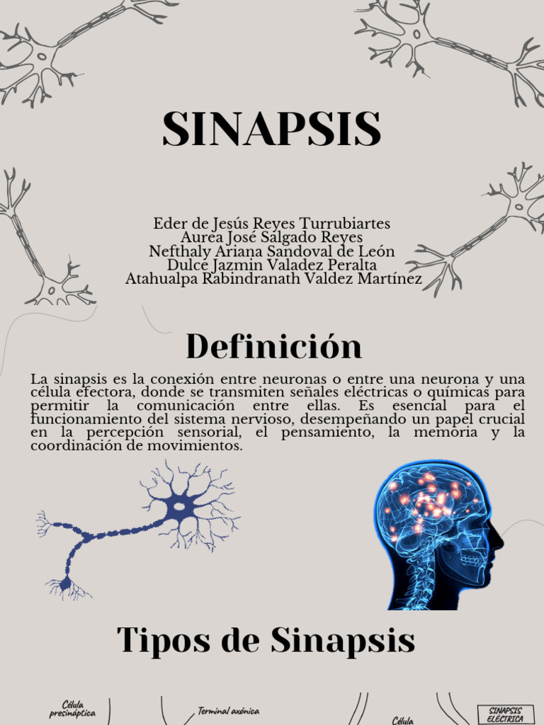 Sinapsis | PDF | Sinapsis | Neurotransmisor