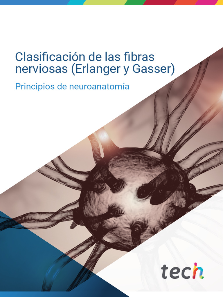 M2T1 - Clasificación de Las Fibras Nerviosas | PDF