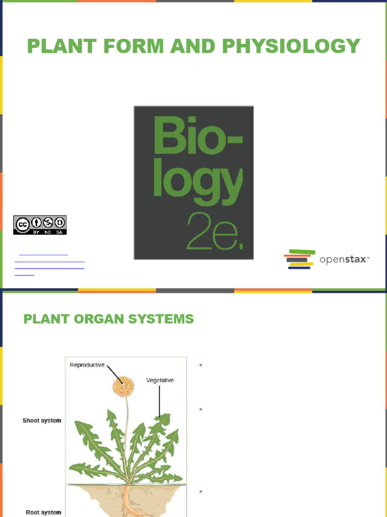 Plant Form and Physiology | PDF