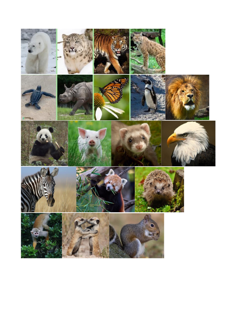 19 animales | PDF